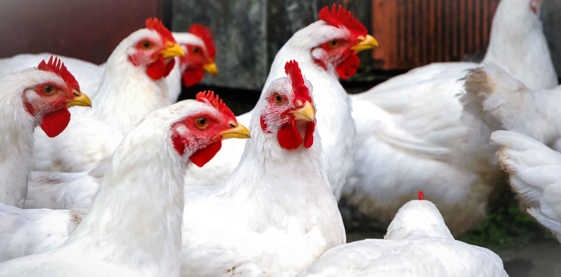 Poultry| Software